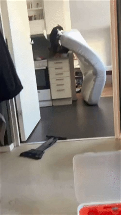 You Animal GIFDUMP 74